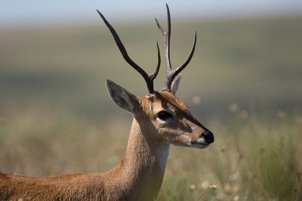 Ungulates, Carnivorans, and Allies (Laurasiatheria) - Know Your Mammals