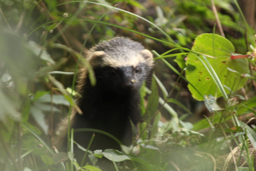 Lesser Grison from Palmas, PR, 85555-000, Brasil on April 11, 2015 at ...