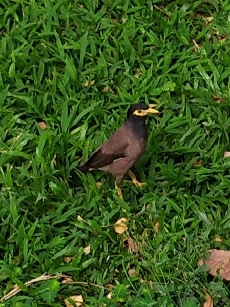 Common Myna from Block 17, Singapore on June 4, 2020 at 08:11 AM by Soh ...