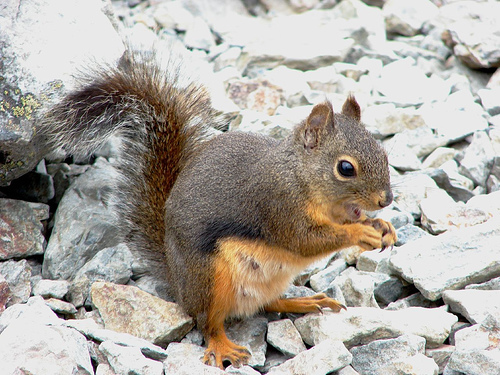 Douglas' Squirrel (Oregon: Rogue Valley, Klamath Basin, Crater Lake ...
