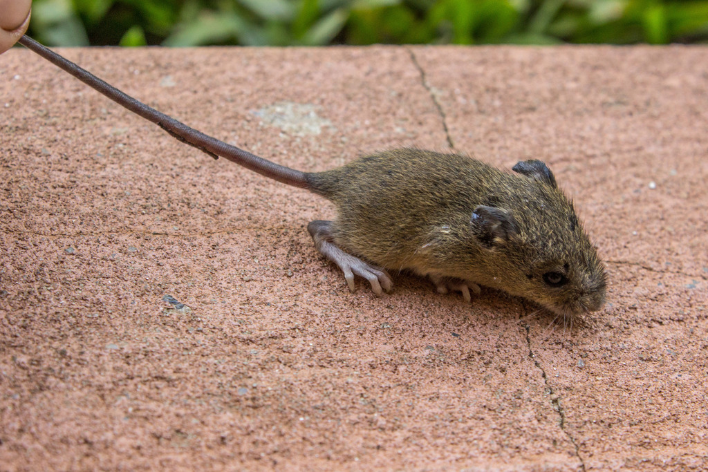 Yellow Pygmy Rice Rat from Clevelândia, PR, 85530-000, Brasil on ...