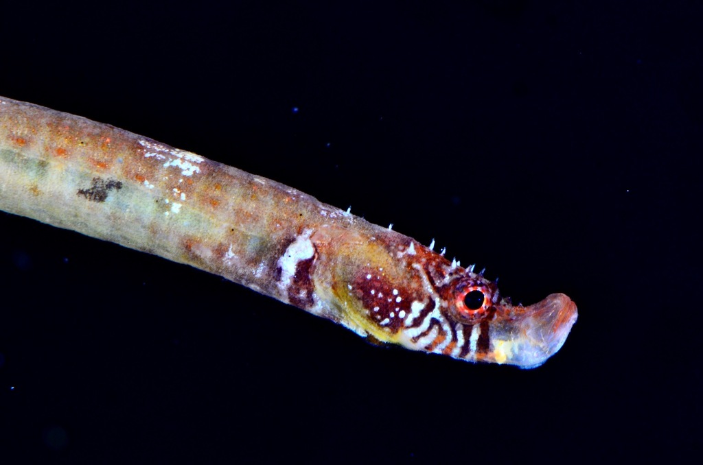 Pipefishes and Allies (Syngnathiformes) - Marine Life Identification