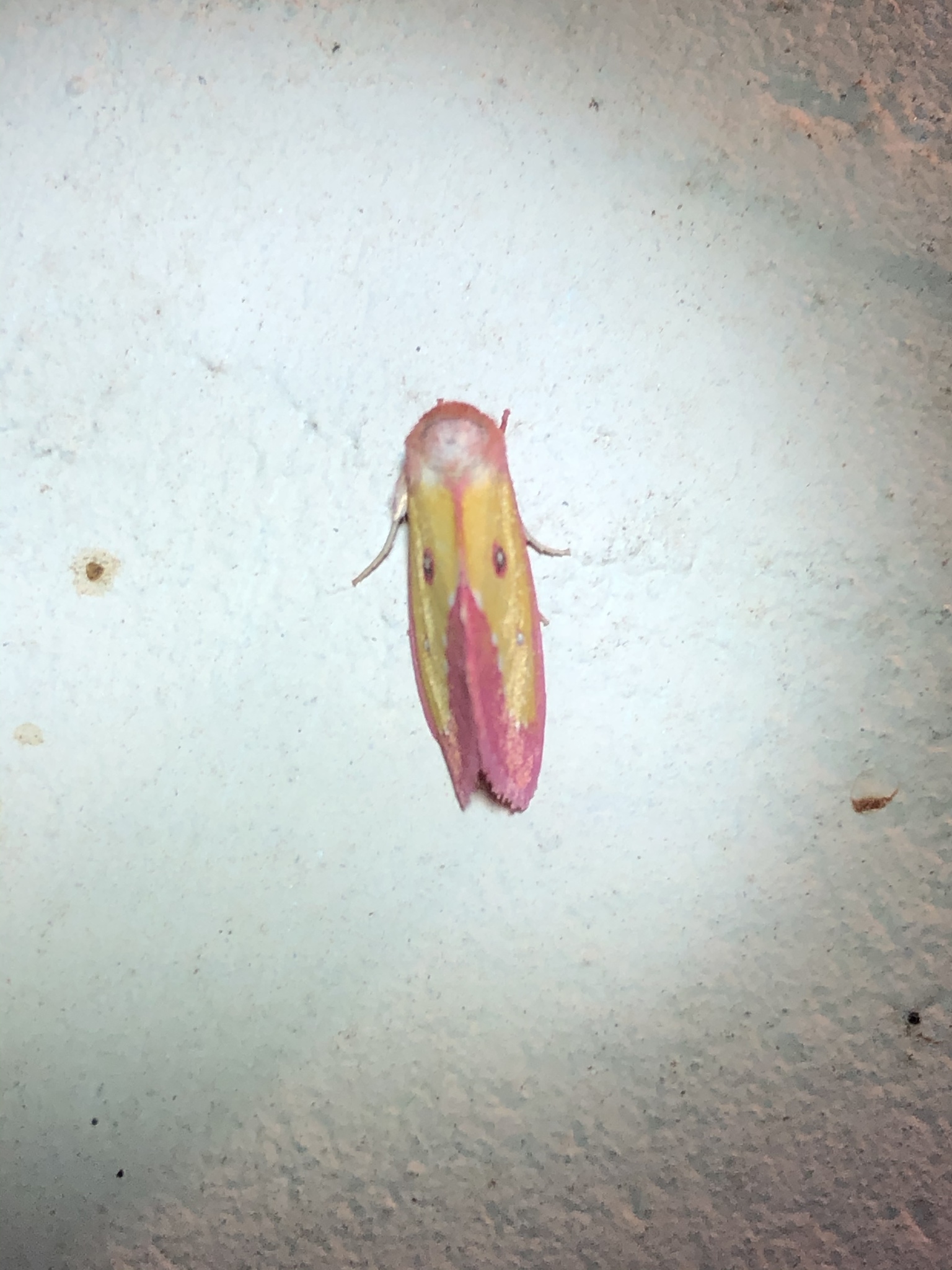 Derrima Walker, 1858