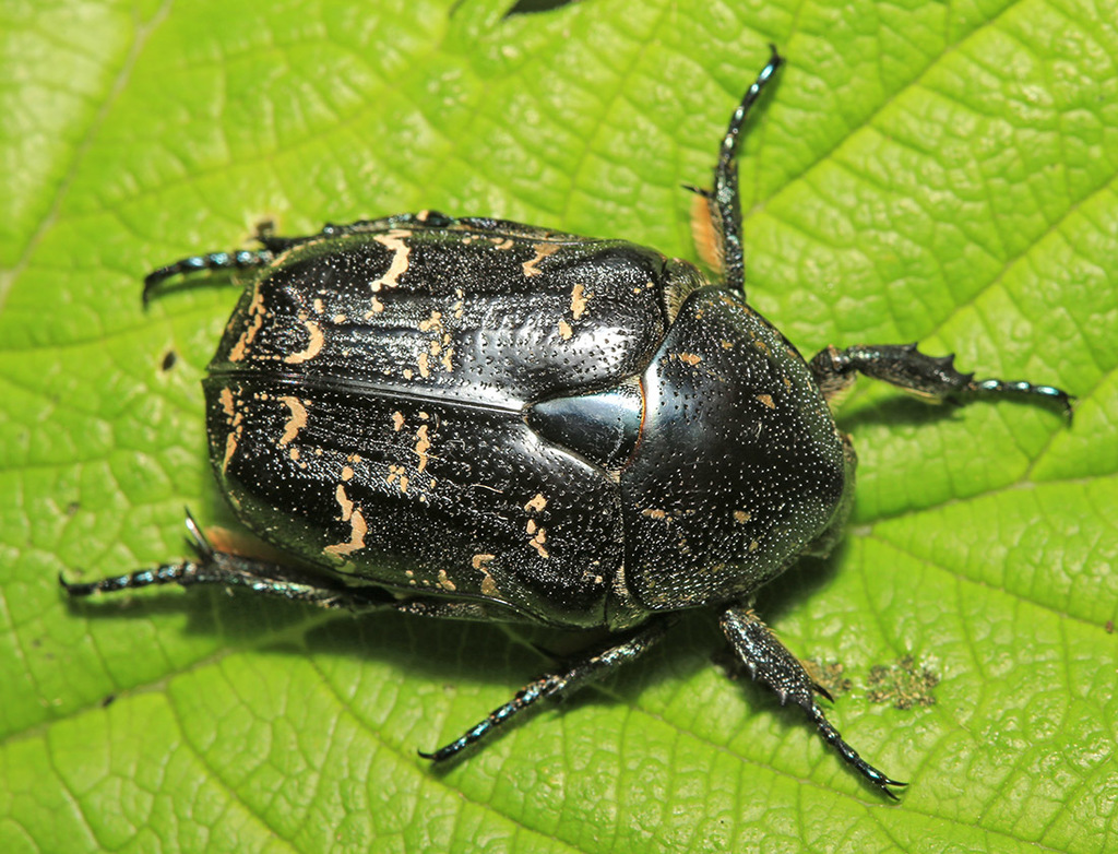 Protaetia brevitarsis from Советский р-н, Владивосток, Приморский край ...