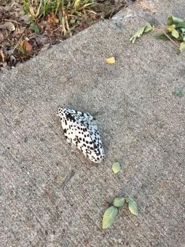 Giant Leopard Moth from 3900 Grapevine Mills Pkwy, Grapevine, TX, US on ...