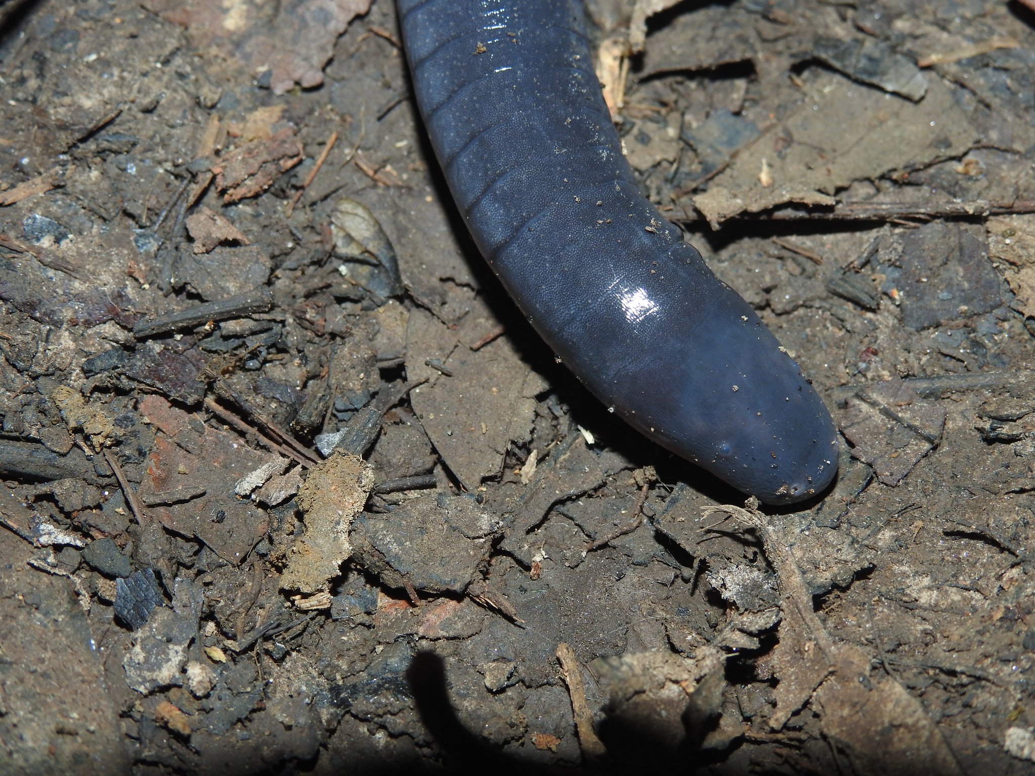 Caecilia Linnaeus, 1758