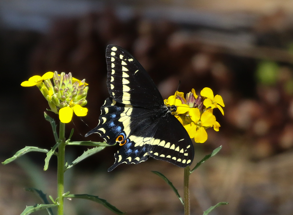 Colorado Swallowtail Butterfly