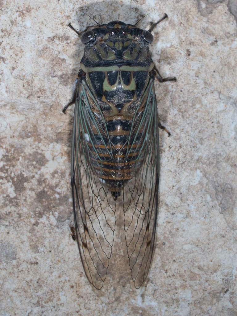 Texas Dog-day Cicada from Goodnight Trail yard/porch, Dripping Springs ...