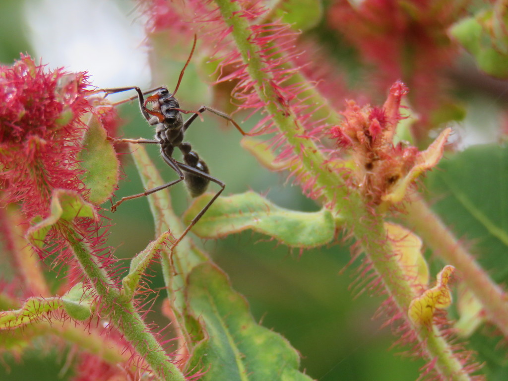 Australian Red Bull Ant from Brooklyn NSW 2083, Australia on October 15 ...