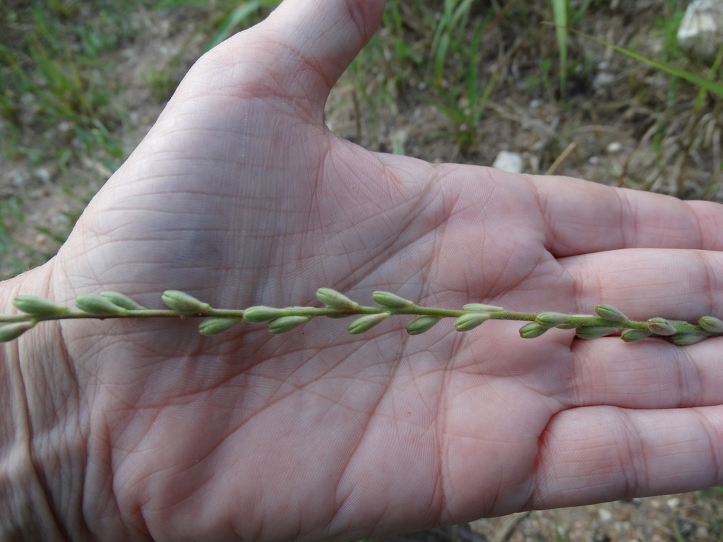 velvetweed from High Vista, Austin, TX 78759, USA on June 3, 2020 at 07 ...