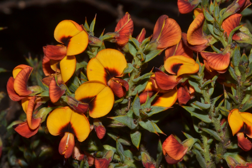 Daviesia umbonata · iNaturalist Mexico