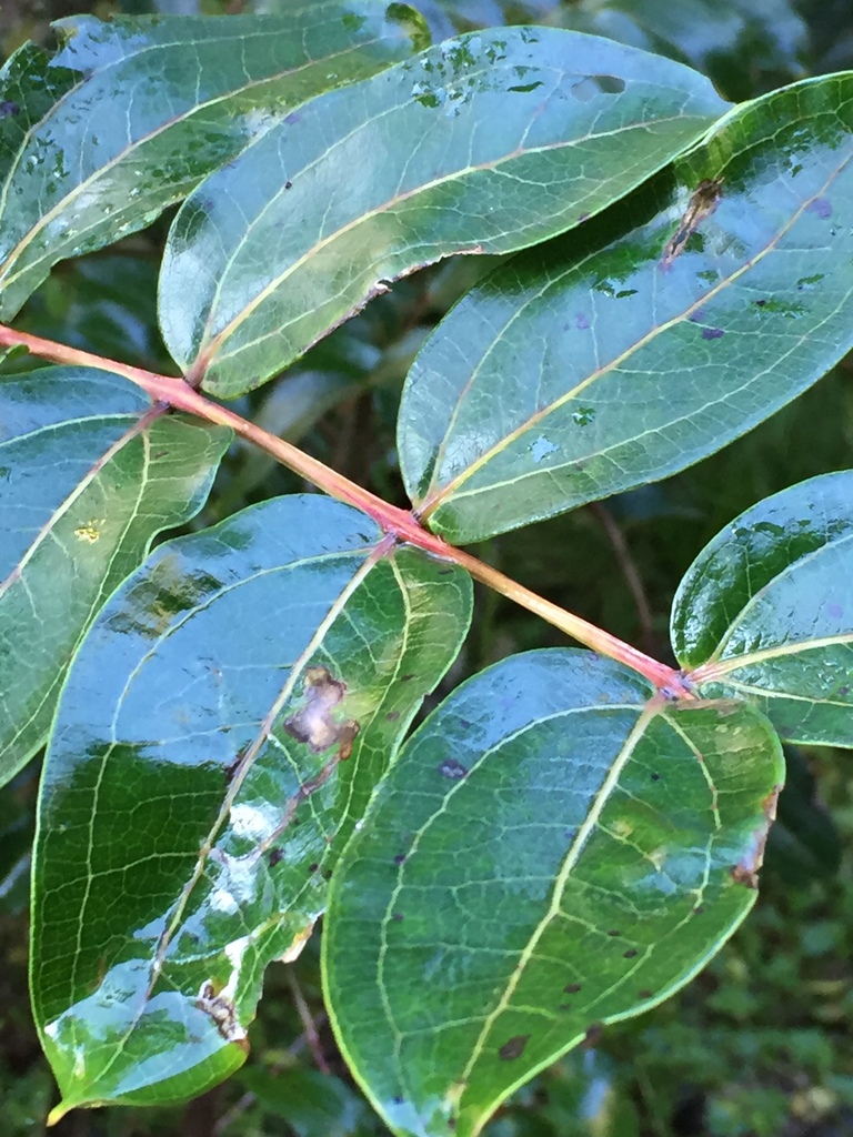 Tree Tutu from Westland Tai Poutini National Park, West Coast, NZ on ...