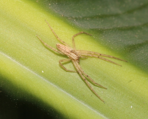 Thanatus elongatus · iNaturalist