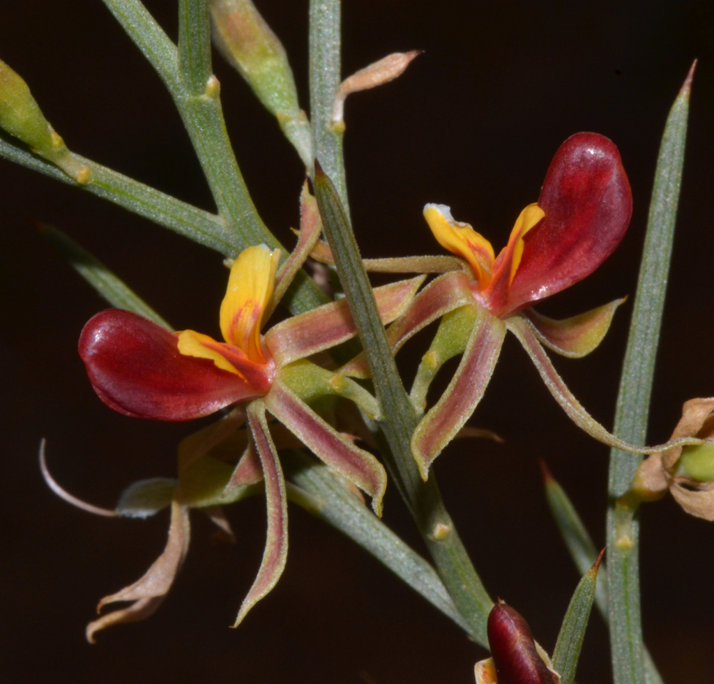 (Jacksonia) - Botanical Realm