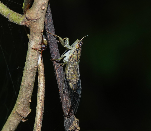 Rustia dentivitta · iNaturalist