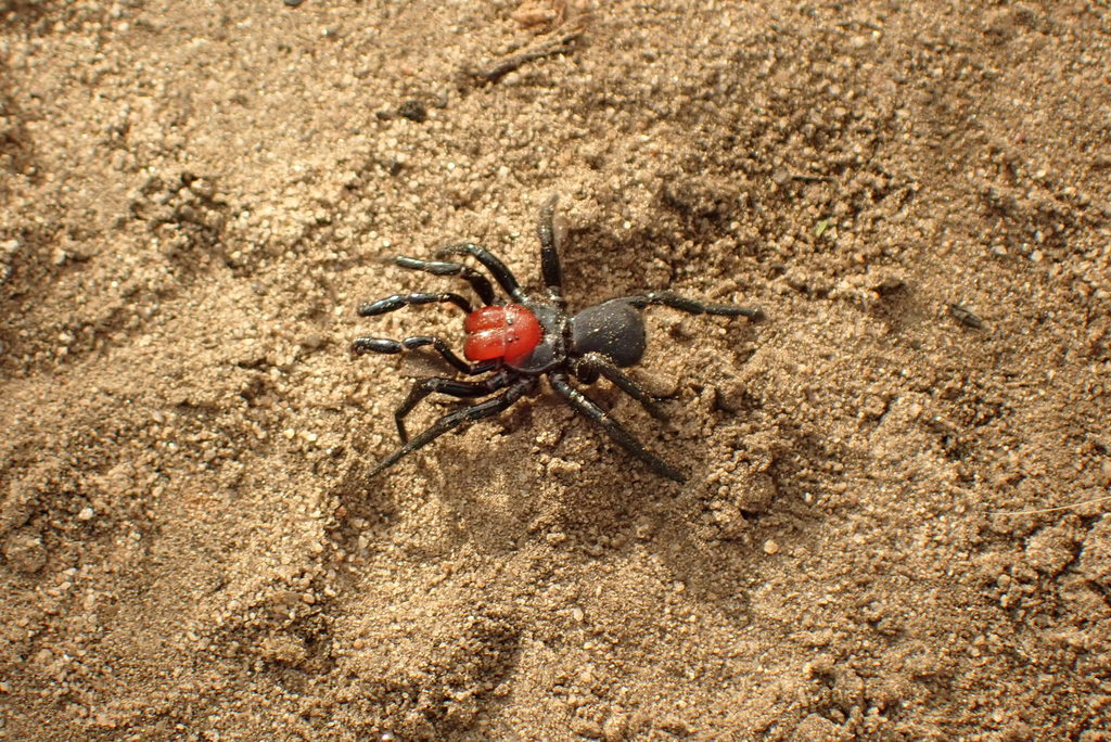 Red-headed Mouse Spider from Sydney NSW, Australia on June 4, 2020 at ...