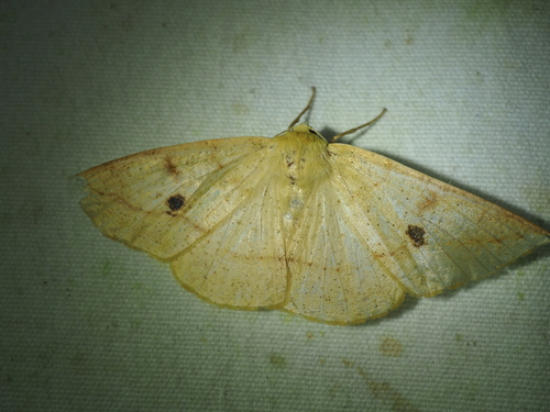 (Cirsodes)