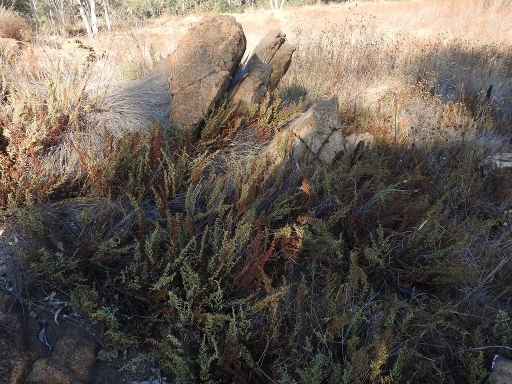 Green Cliff Brake from Modderfontein Reserve, Johannesburg on June 4 ...