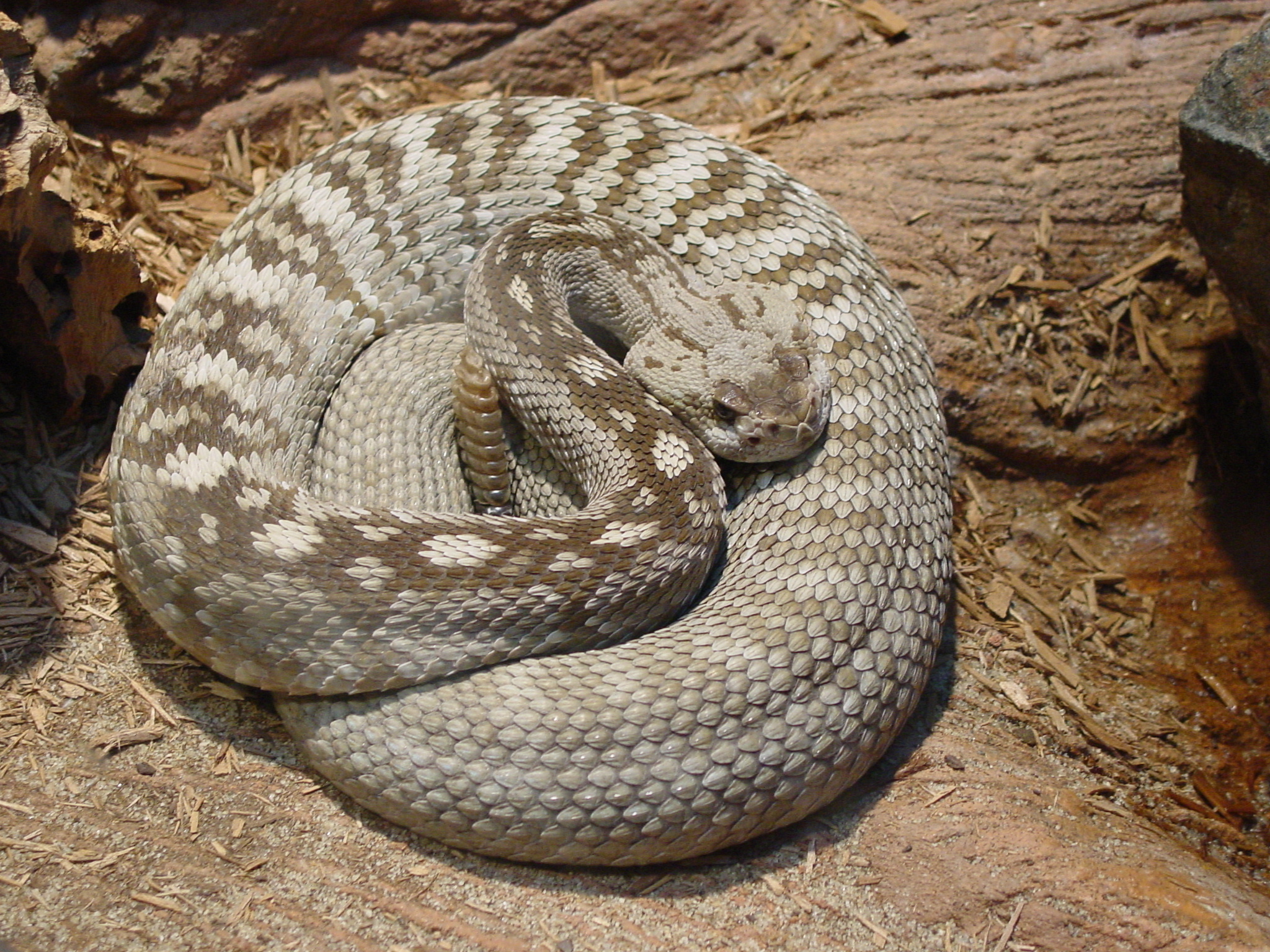 Crotalus Molossus