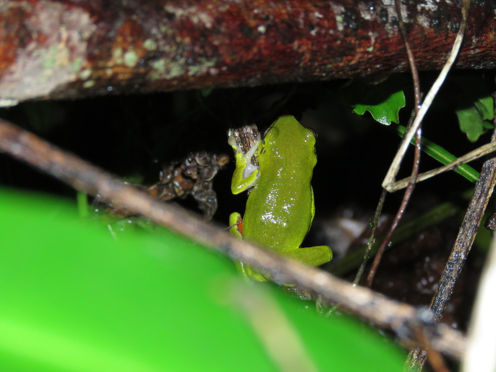 Cinnamon-bellied Reed Frog from Masindi, Uganda on May 3, 2019 at 07:58 ...