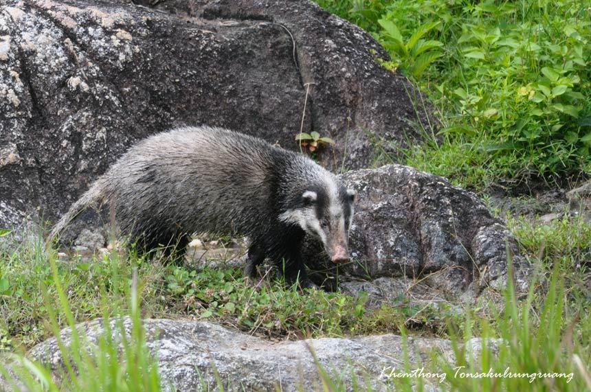 Greater Hog Badger (Arctonyx collaris) - Know Your Mammals