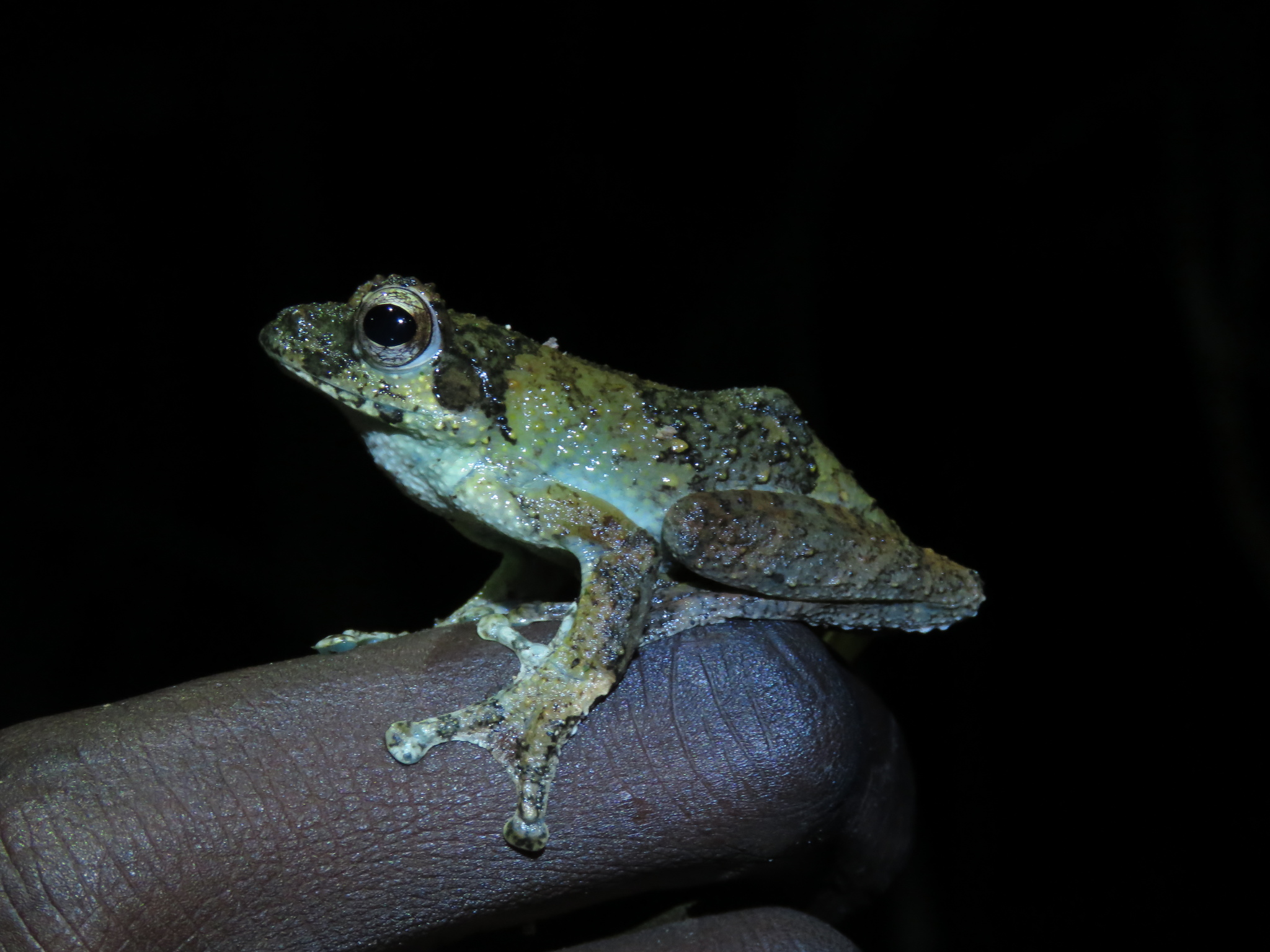 Chiromantis rufescens (Günther, 1869)