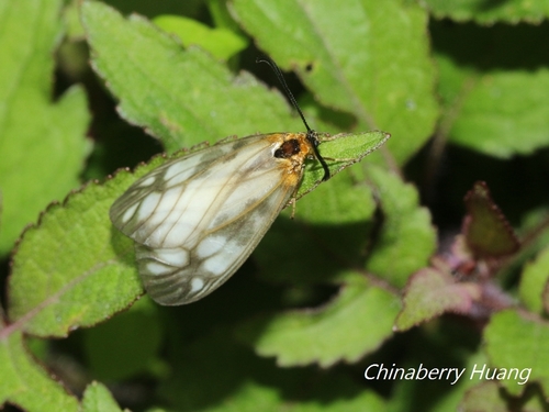 Paragalope trimacula · iNaturalist