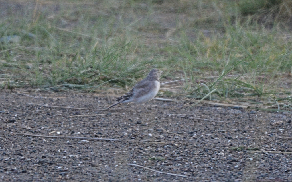 Larks from Сагил, Монголия on August 31, 2014 at 06:33 AM by Pavel ...