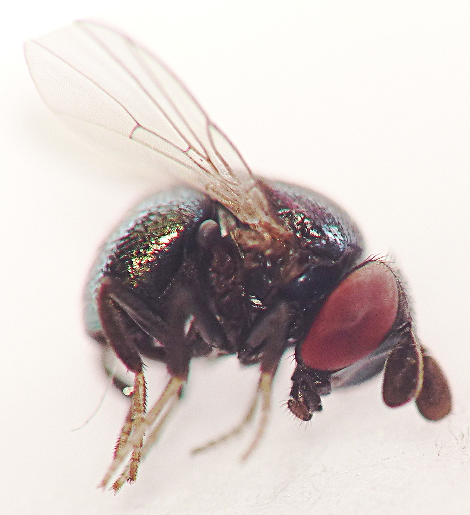 Cryptochetidae (Diptera Families in southern Africa) · iNaturalist