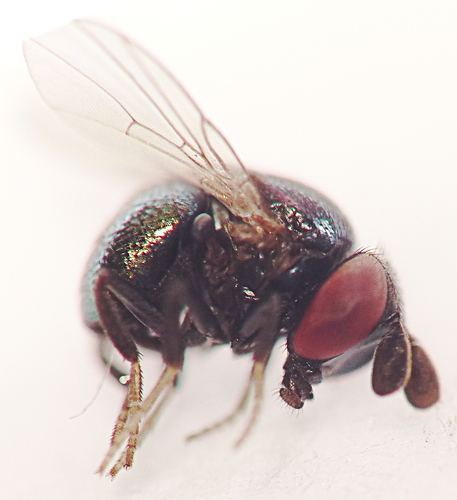 Cryptochetidae (Diptera Families in southern Africa) · iNaturalist