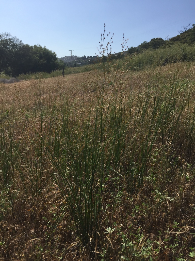 Baltic Rush from San Diego County, CA, USA on June 3, 2020 at 04:10 PM by John Martin. Best ...