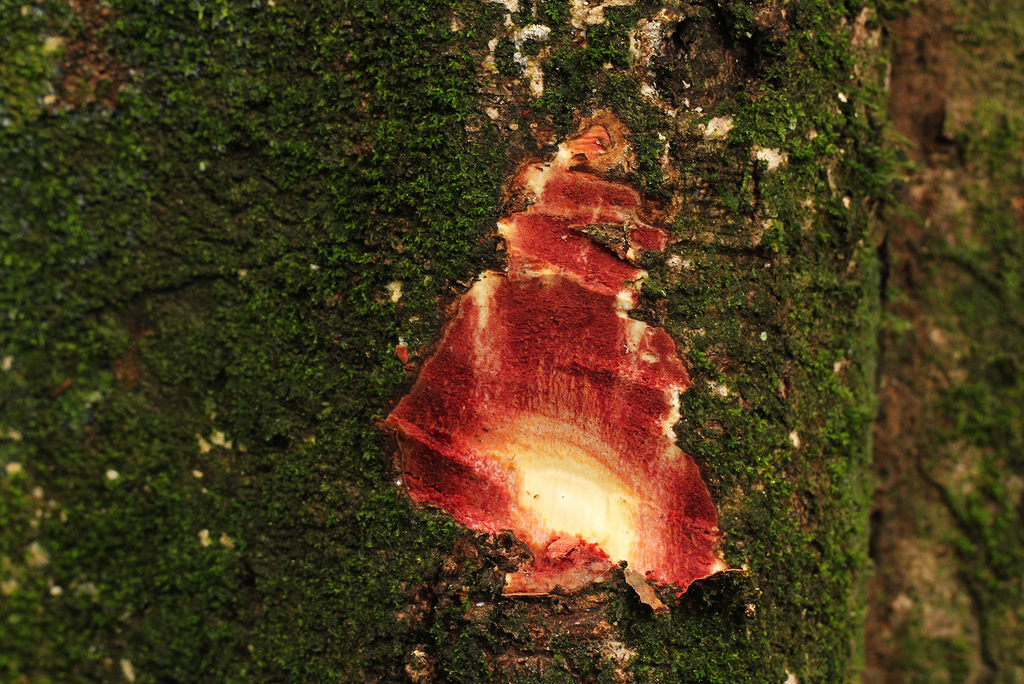 Ricinodendron heudelotii from Yangambi, Tshopo, Democratic Republic of ...