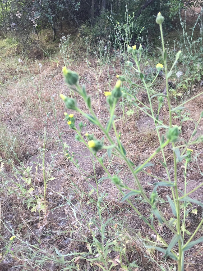 grassy tarweed from San Diego, California, United States on June 4 ...