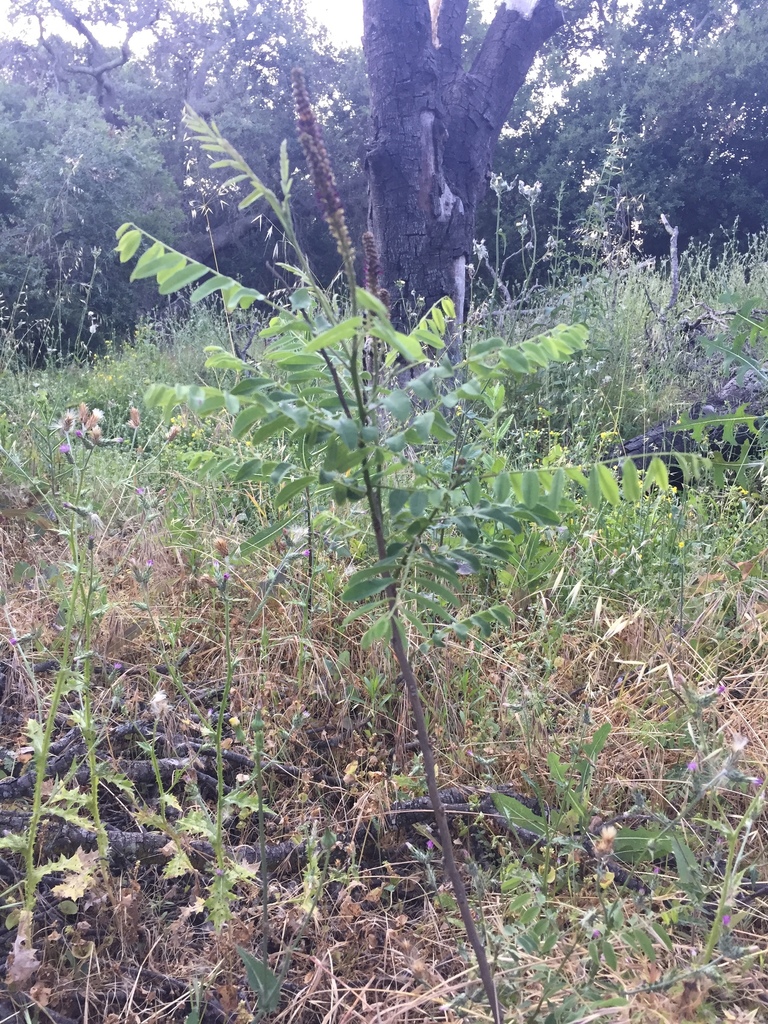 false indigo bush from San Diego, California, United States on June 4 ...