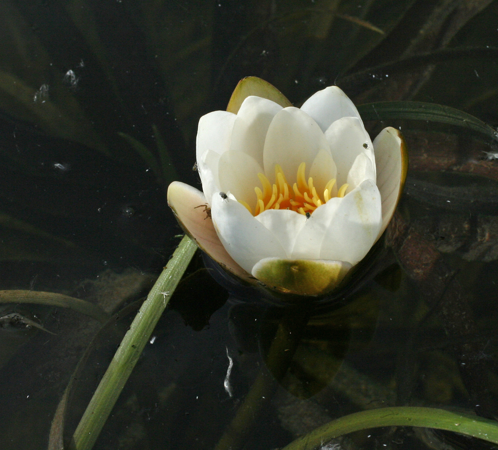 Pygmy Water-lily (Nymphaea tetragona) - Botanical Realm