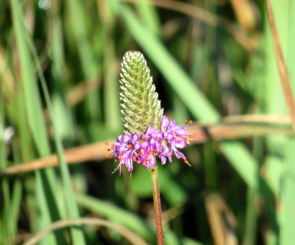 Compact Prairie Clover from Georgetown, TX, USA on June 04, 2020 at 08: ...