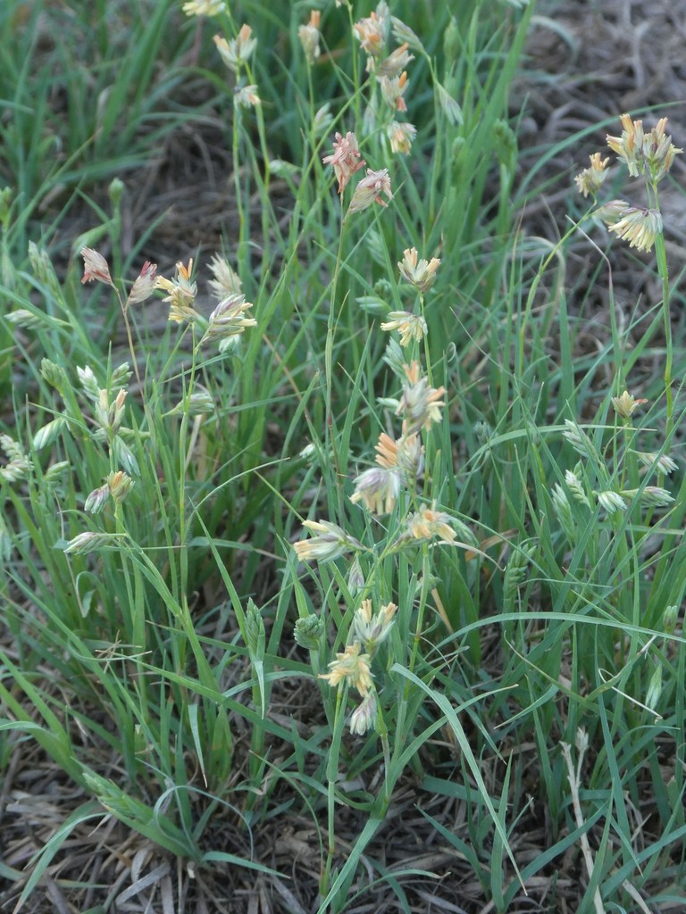 buffalograss from Boulder County, CO, USA on June 04, 2020 at 08:42 AM ...