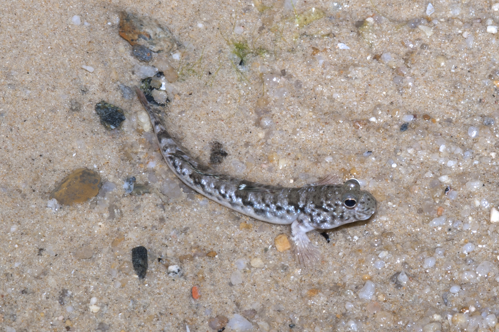 Dusky-gilled Mudskipper (Periophthalmus variabilis) - Marine Life ...