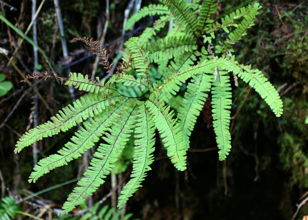 Five-finger Fern (Mitteldorf Preserve Field Guide) · iNaturalist
