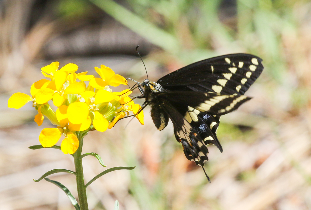 Indra Swallowtail (Colorado National Monument Butterfly Guide 🦋 ...