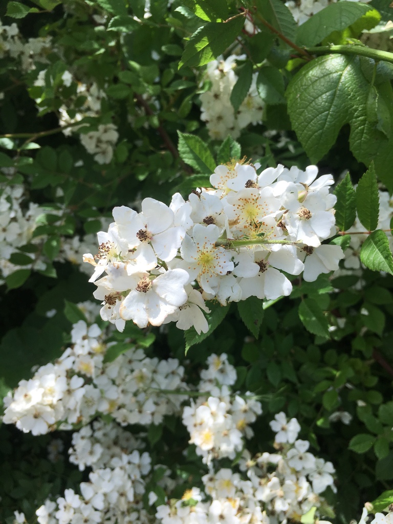 multiflora rose in June 2020 by annamrose · iNaturalist