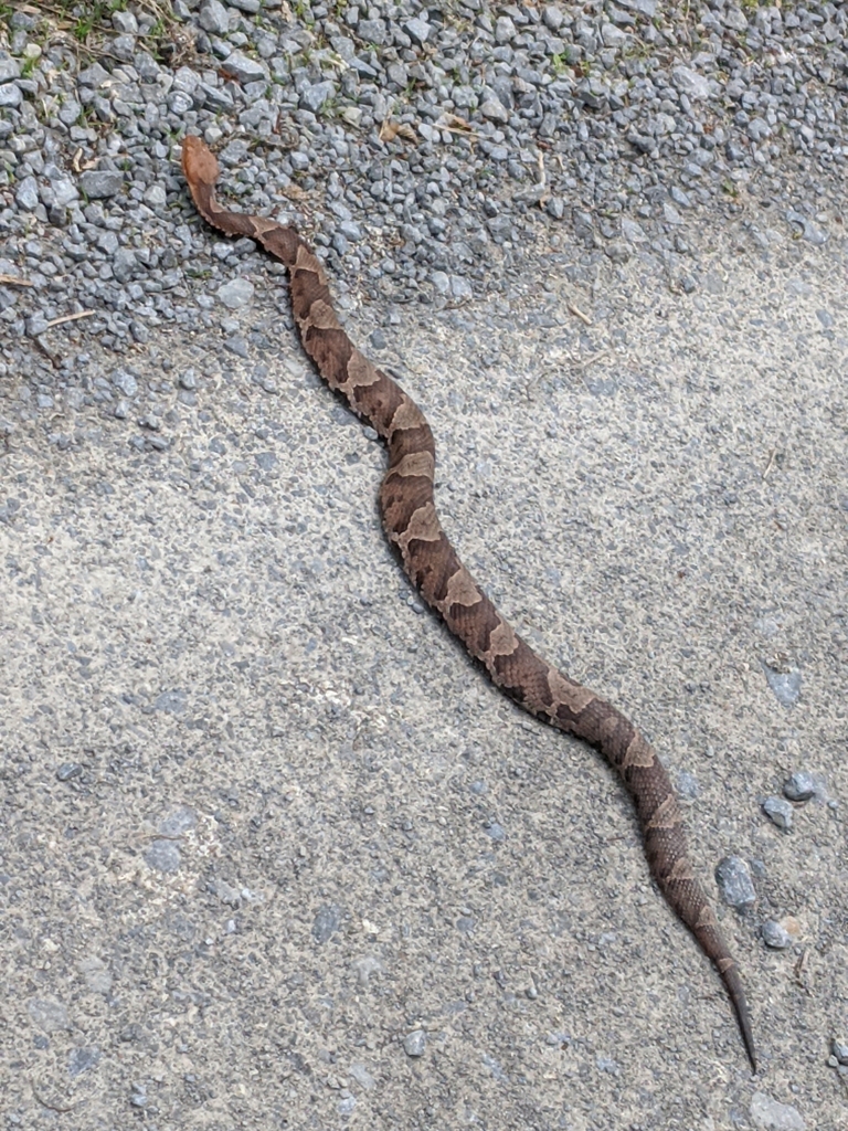 Eastern Copperhead from Morgantown, WV 26508, USA on June 4, 2020 at 12 ...