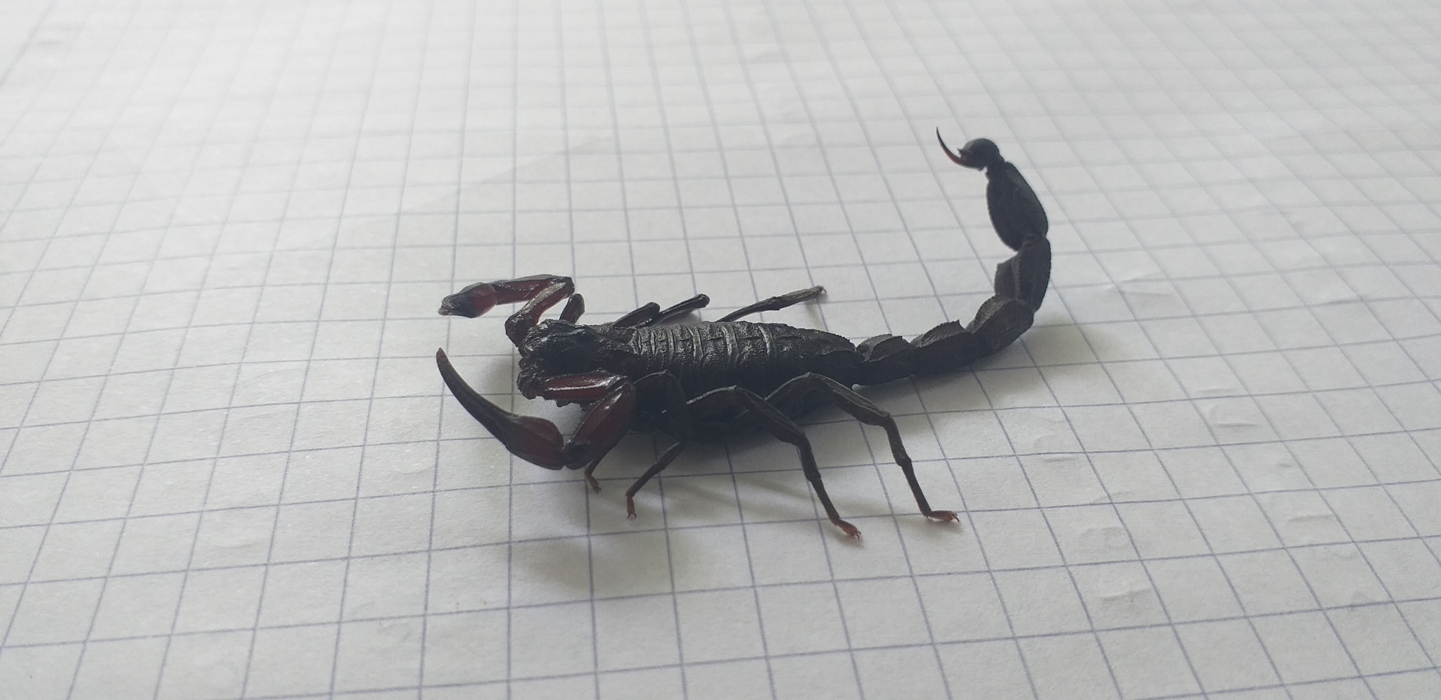 Tityus pachyurus Pocock, 1897