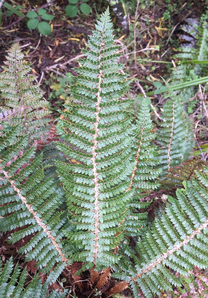 Prickly Shield Fern from Egmont National Park, , Taranaki, NZ on May 8 ...