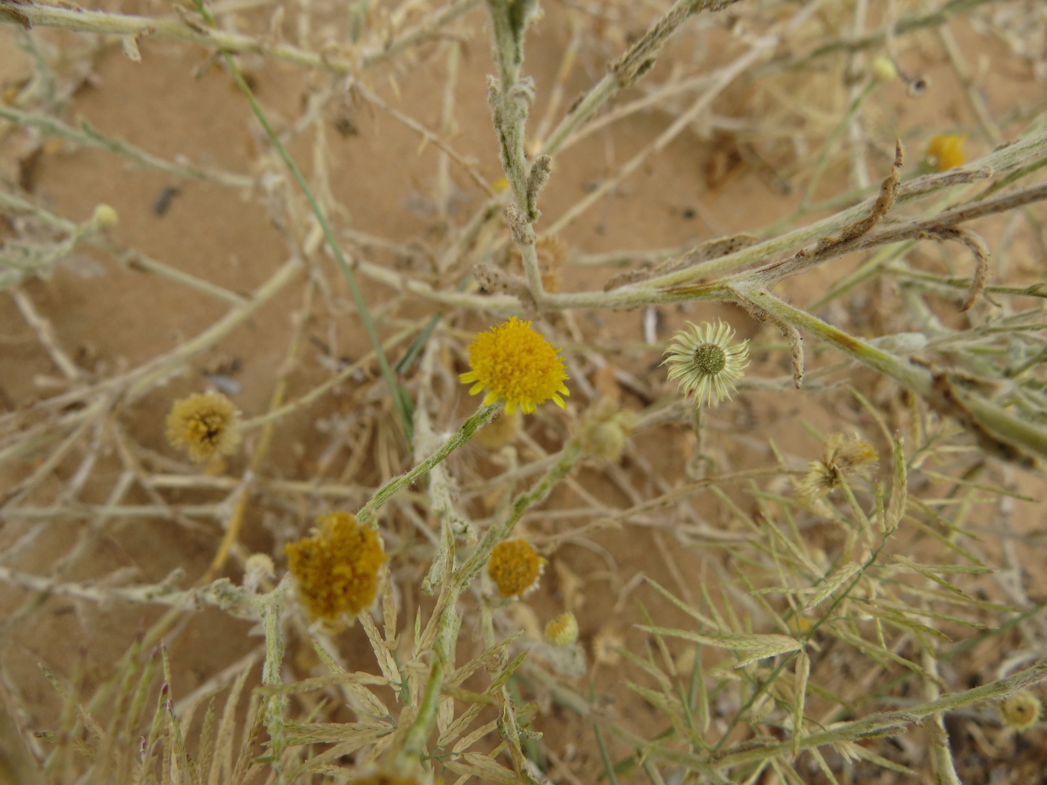 Pulicaria undulata (L.) C.A.Mey.