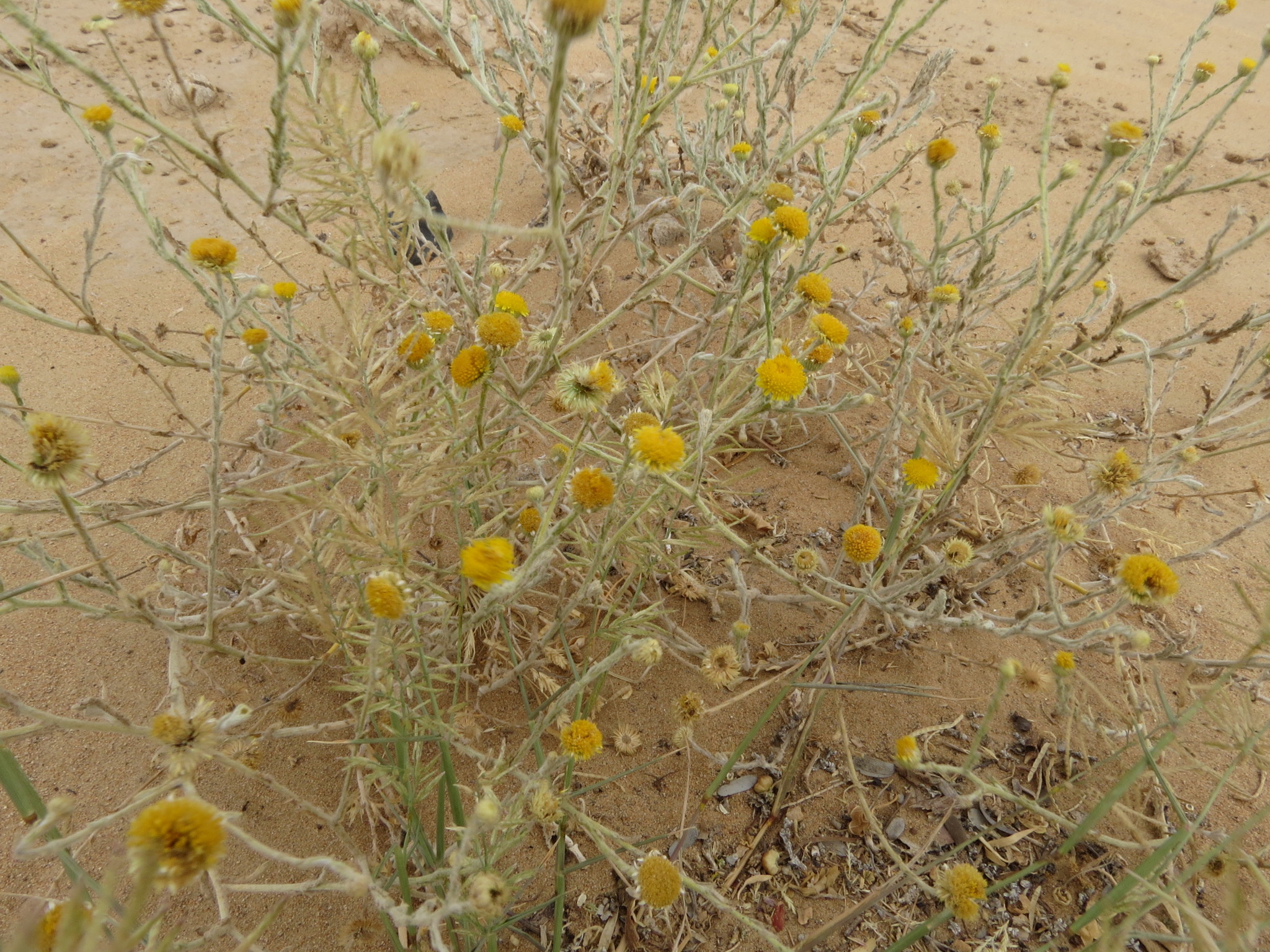 Pulicaria undulata (L.) C.A.Mey.