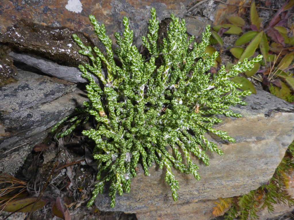 Helichrysum intermedium from Mt Grand on March 28, 2017 by Mike Bowie ...