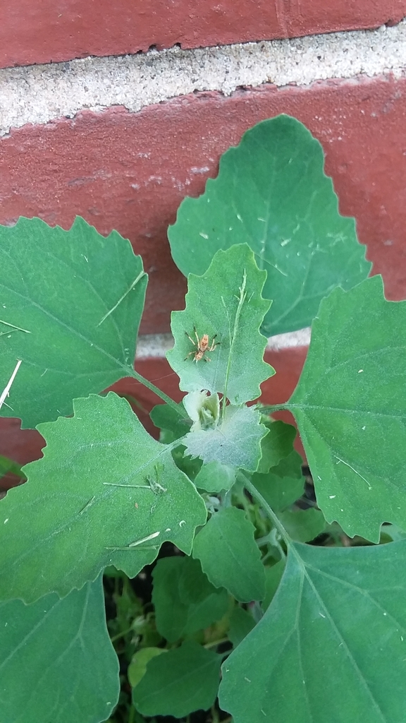 Modest Katydid from Mattoon, IL 61938, USA on June 4, 2020 at 01:46 PM ...