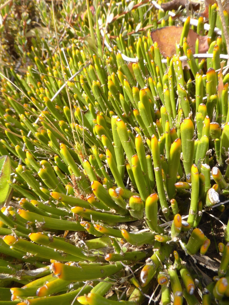 Stout Dwarf Broom from Mt Grand on March 28, 2017 by Mike Bowie ...