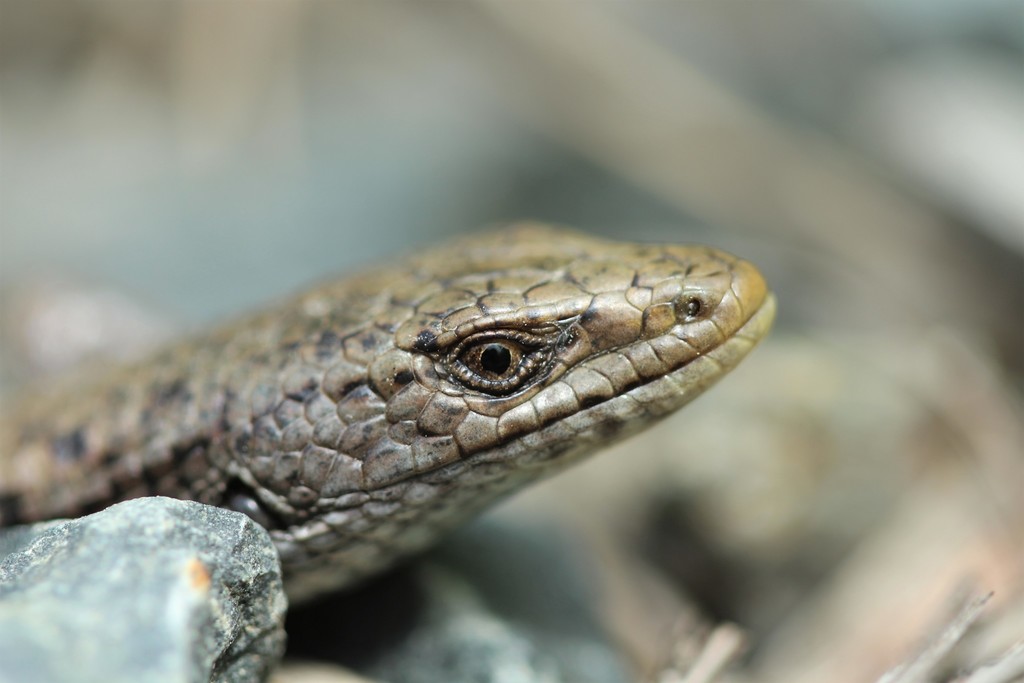 Northern Alligator Lizard from 701 Western Acres Rd, Nanaimo, BC V9R ...